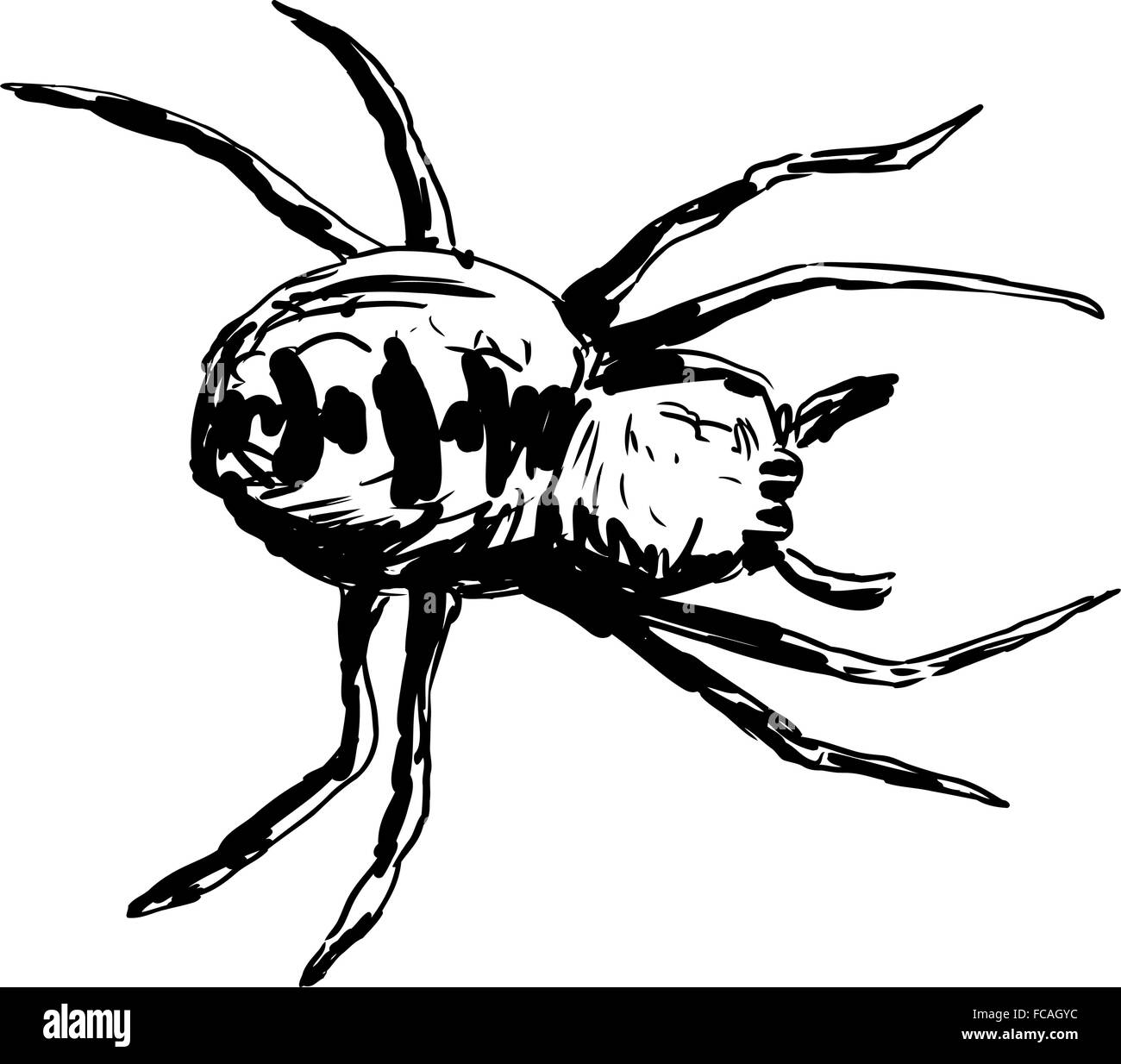 Top view outline sketch of garden spider over white background Stock ...