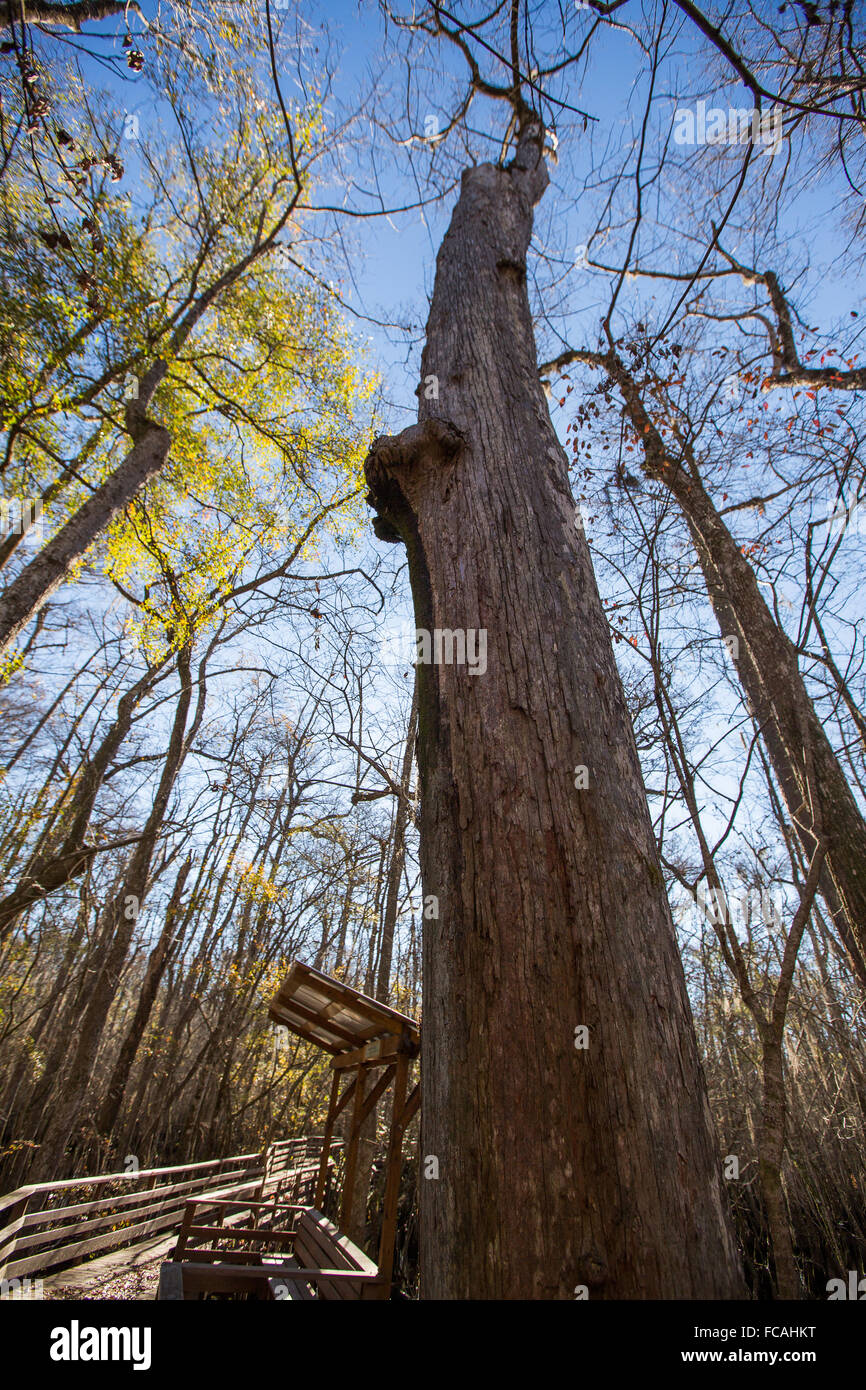 The oldest cypress tree along the boardwalk in Four Holes Swamp or ...