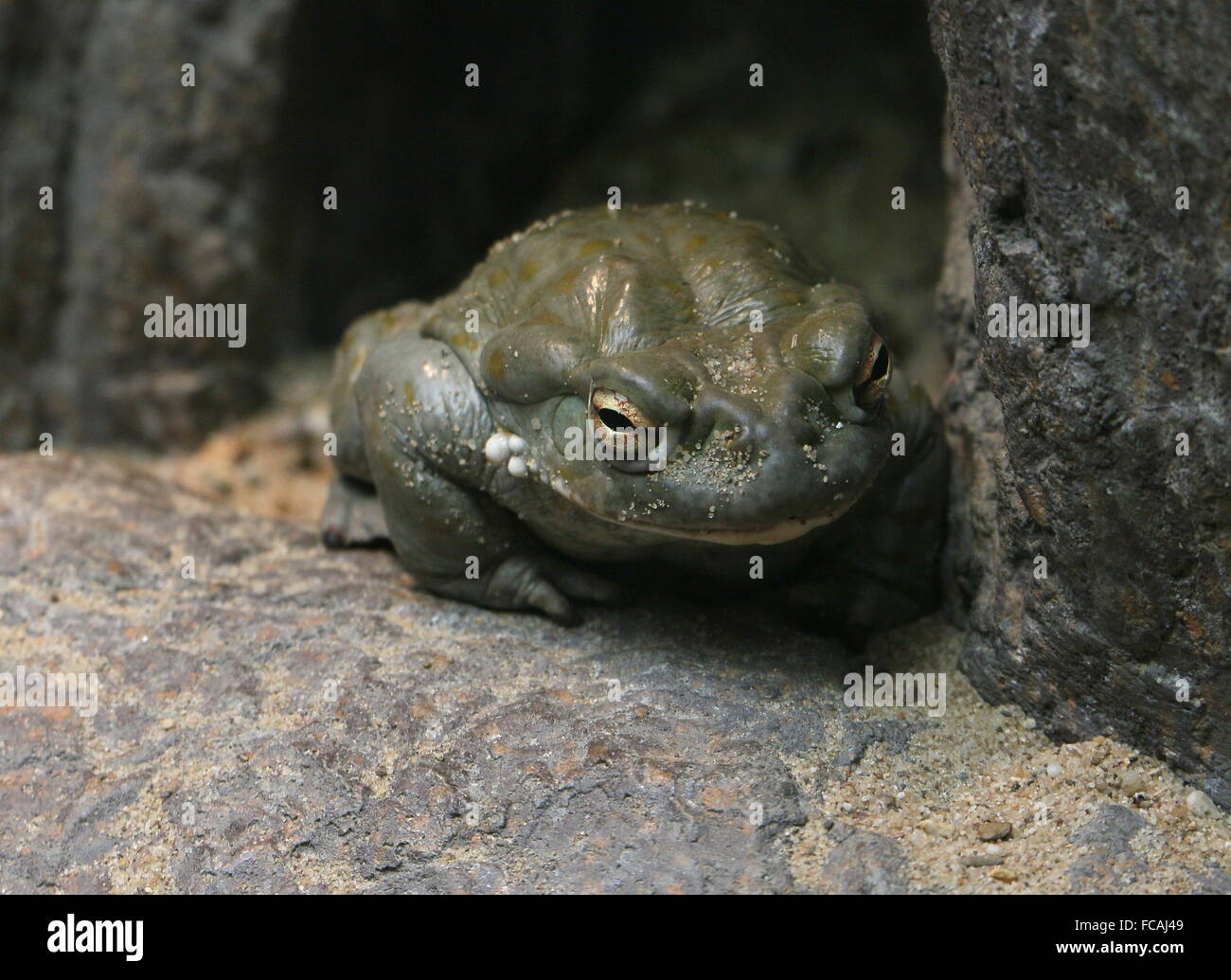 North American Colorado River toad (Incilius alvarius), a.k.a. Sonoran ...