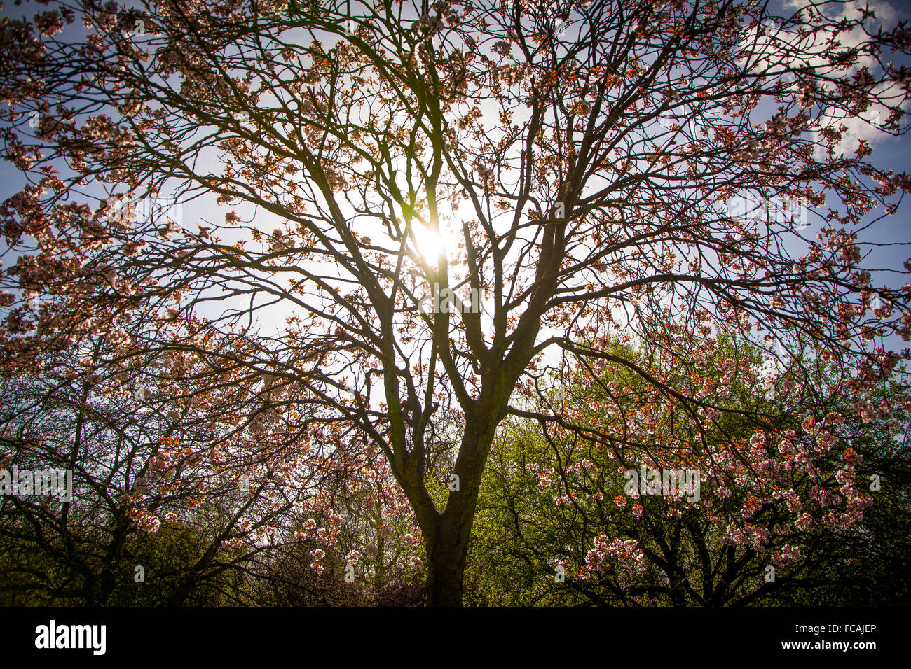 Springtime tree in full bloom in Tottenham, North London, England Stock ...
