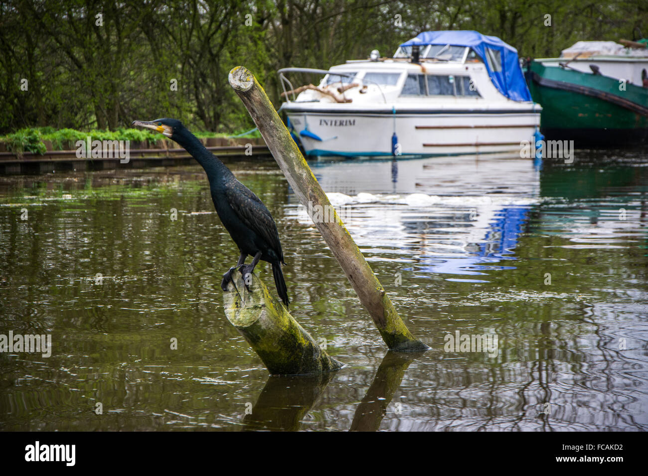Long-necked bird and boat at Tottenham Locks/ Canal, North London Stock ...