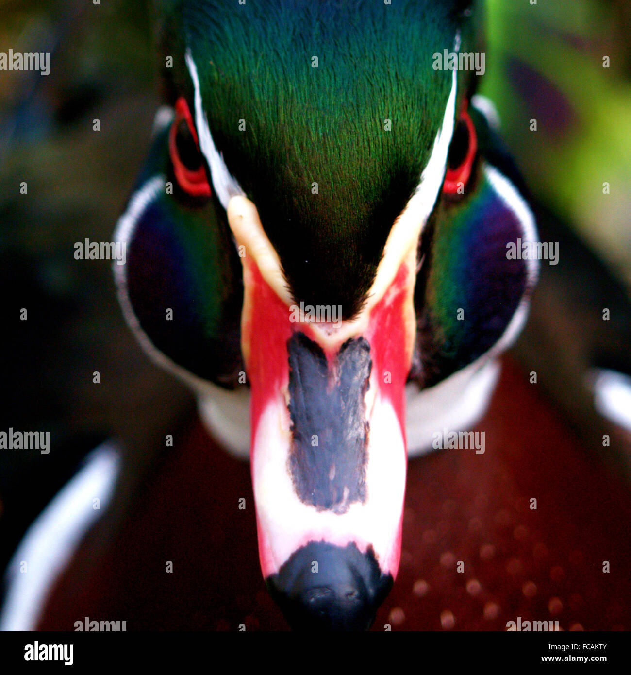 Portrait of a bird hi-res stock photography and images - Alamy