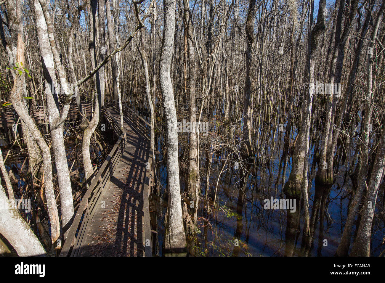 View of the boardwalk at Francis Beidler Forest, also known as Four ...