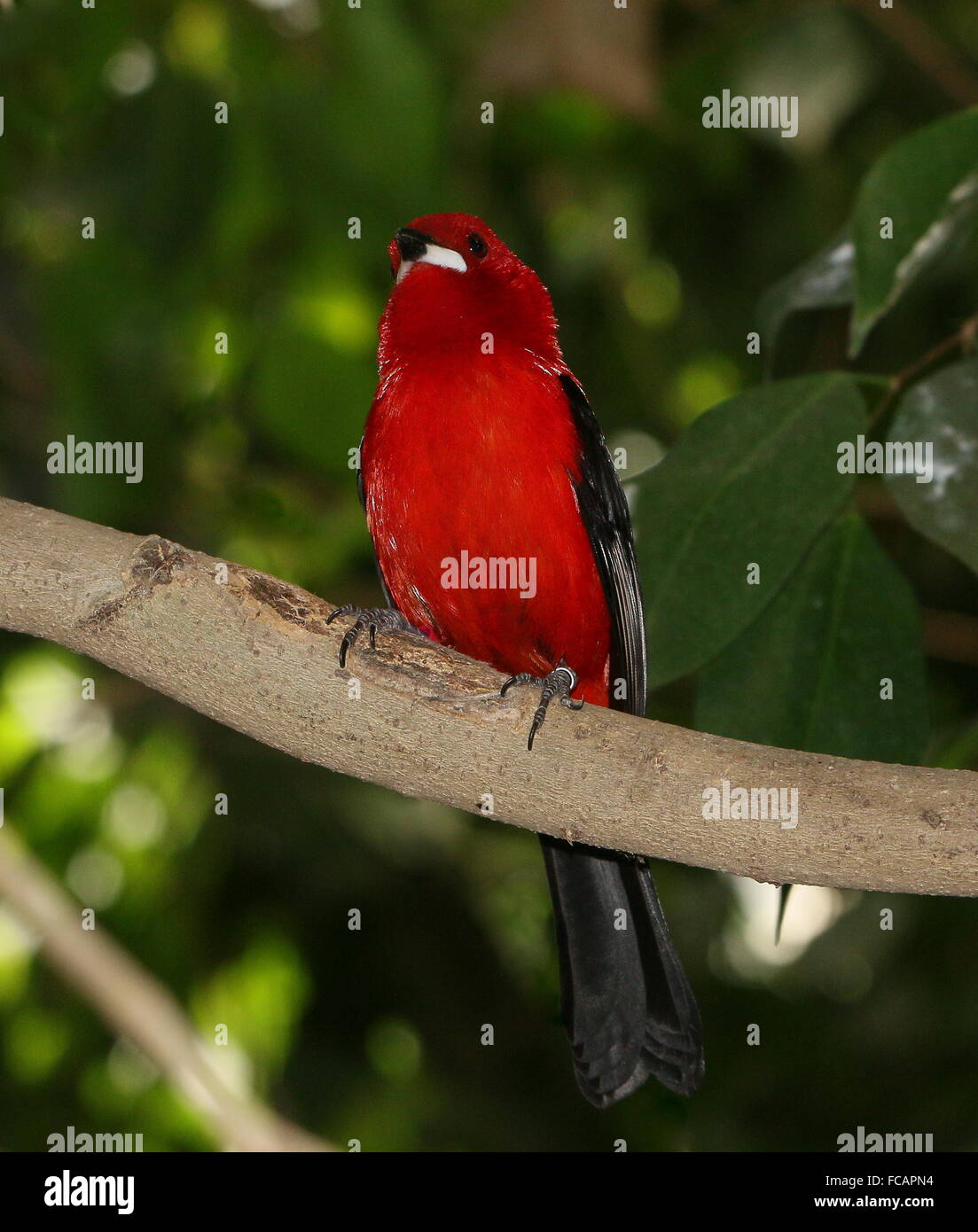 Male brazilian tanager bird ramphocelus hi-res stock photography and ...