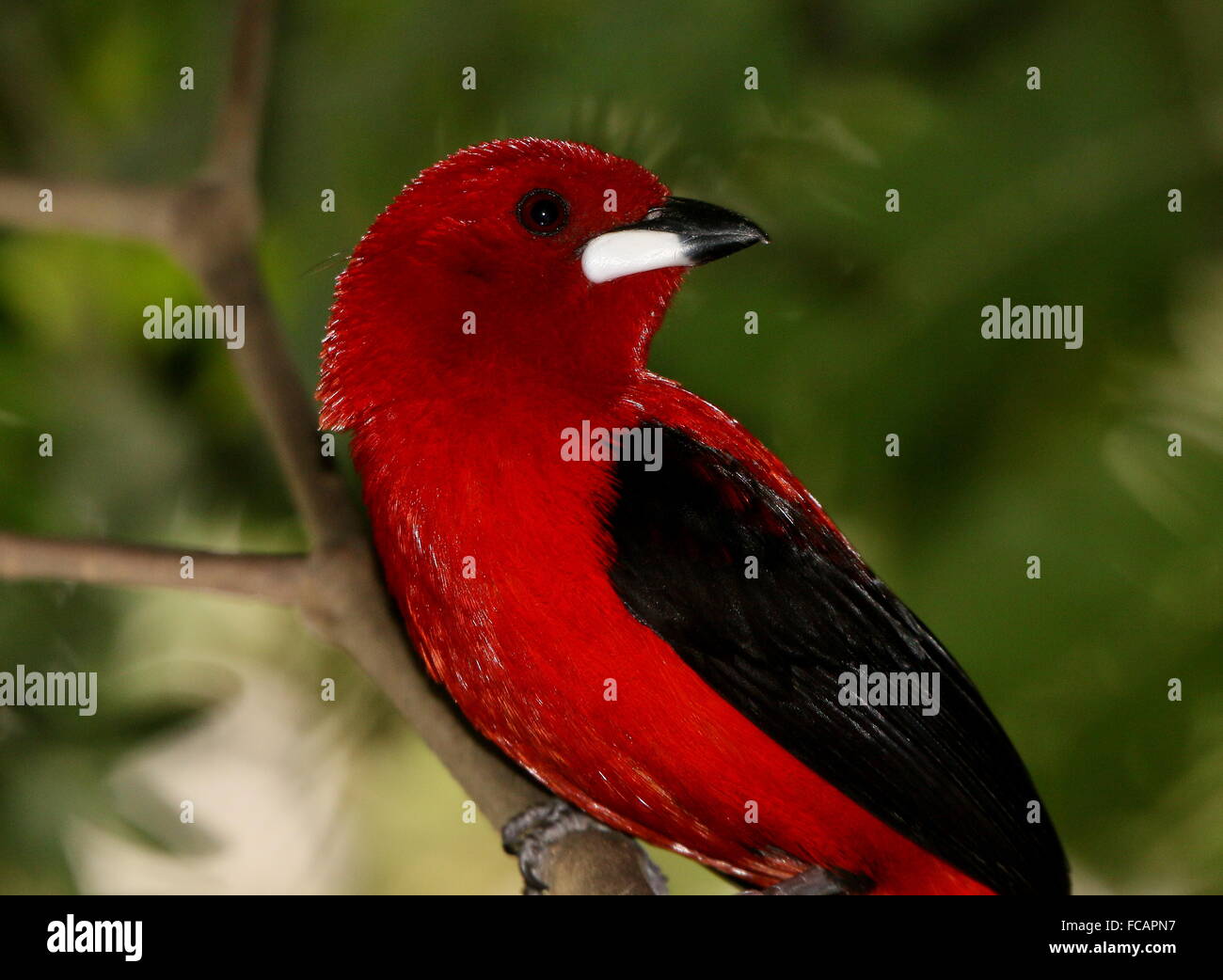 Male Brazilian Tanager bird (Ramphocelus bresilius) in a tree Stock ...