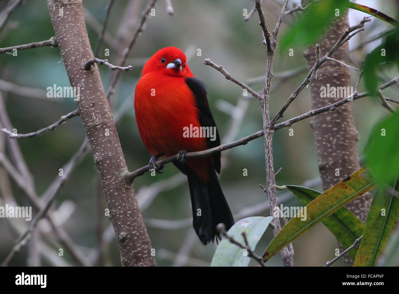 Male Brazilian Tanager bird (Ramphocelus bresilius) in a tree Stock ...