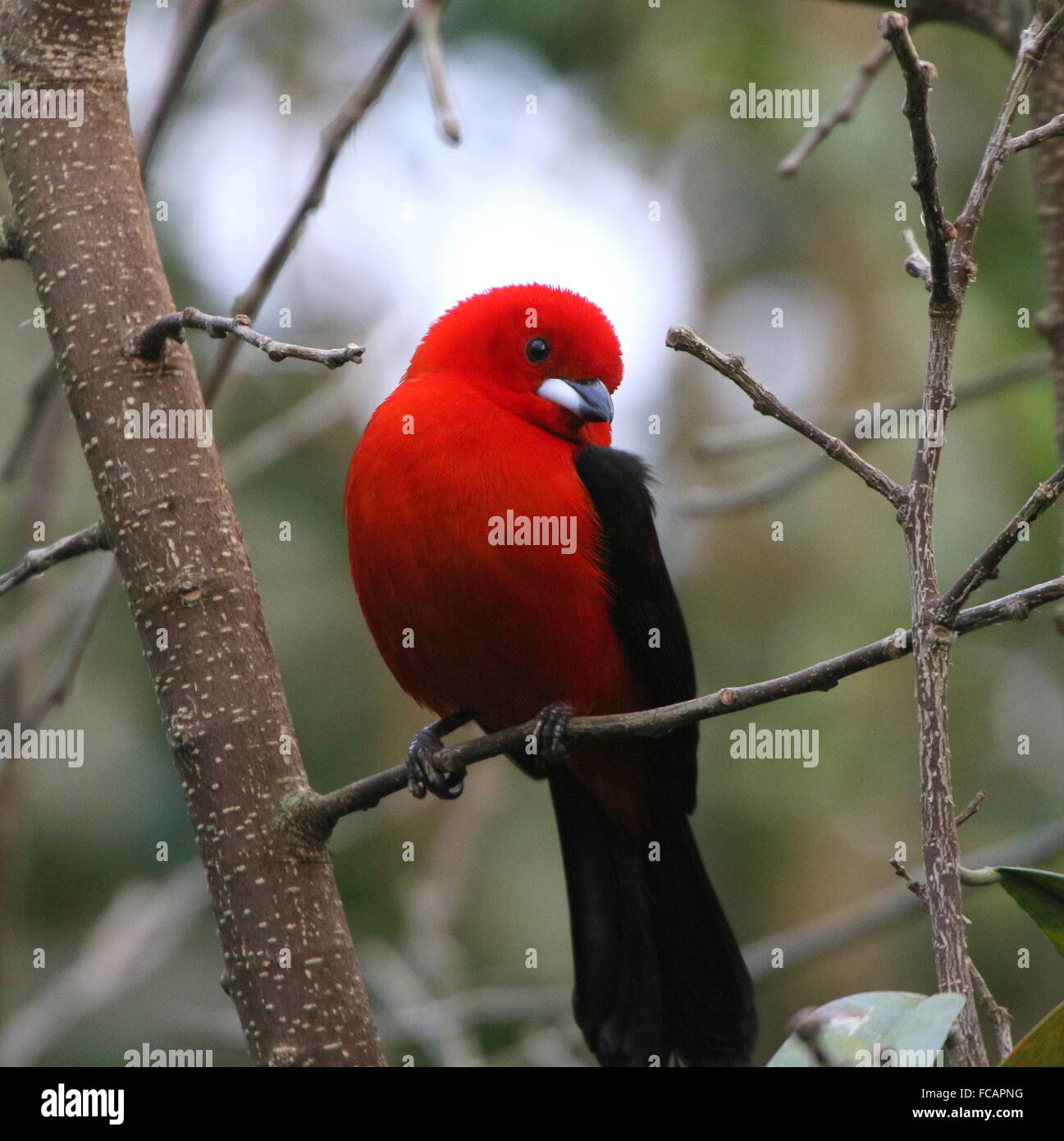 Ramphocelus bresilius hi-res stock photography and images - Alamy