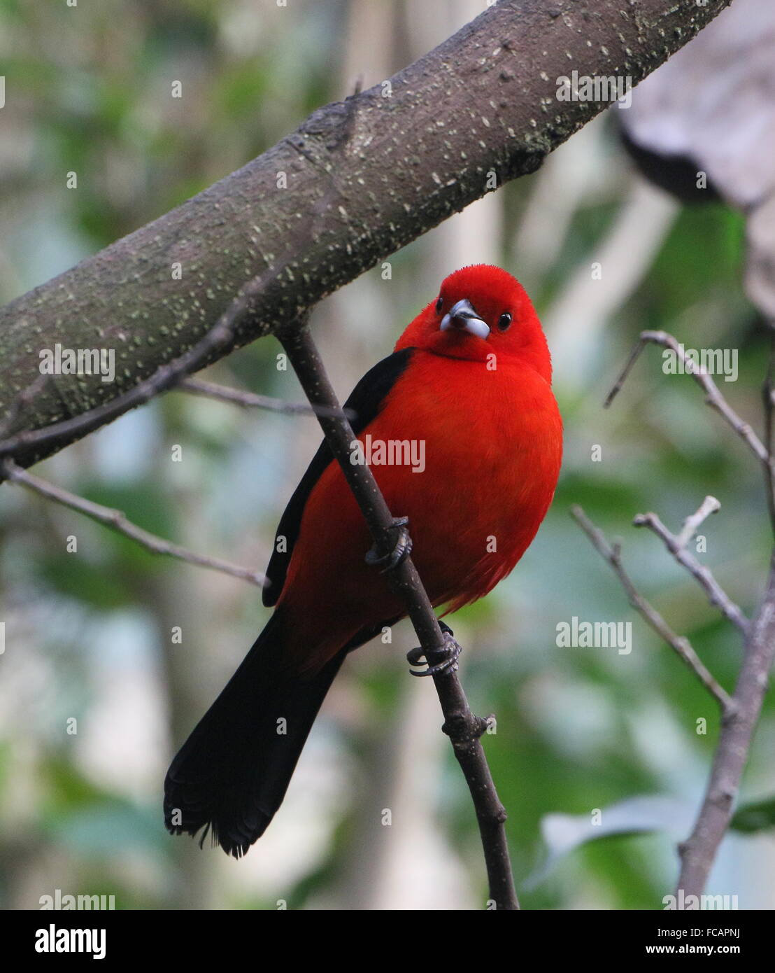 Male Brazilian Tanager bird (Ramphocelus bresilius) in a tree Stock ...