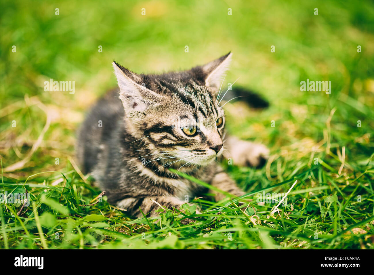 Small outdoor cat hi-res stock photography and images - Alamy