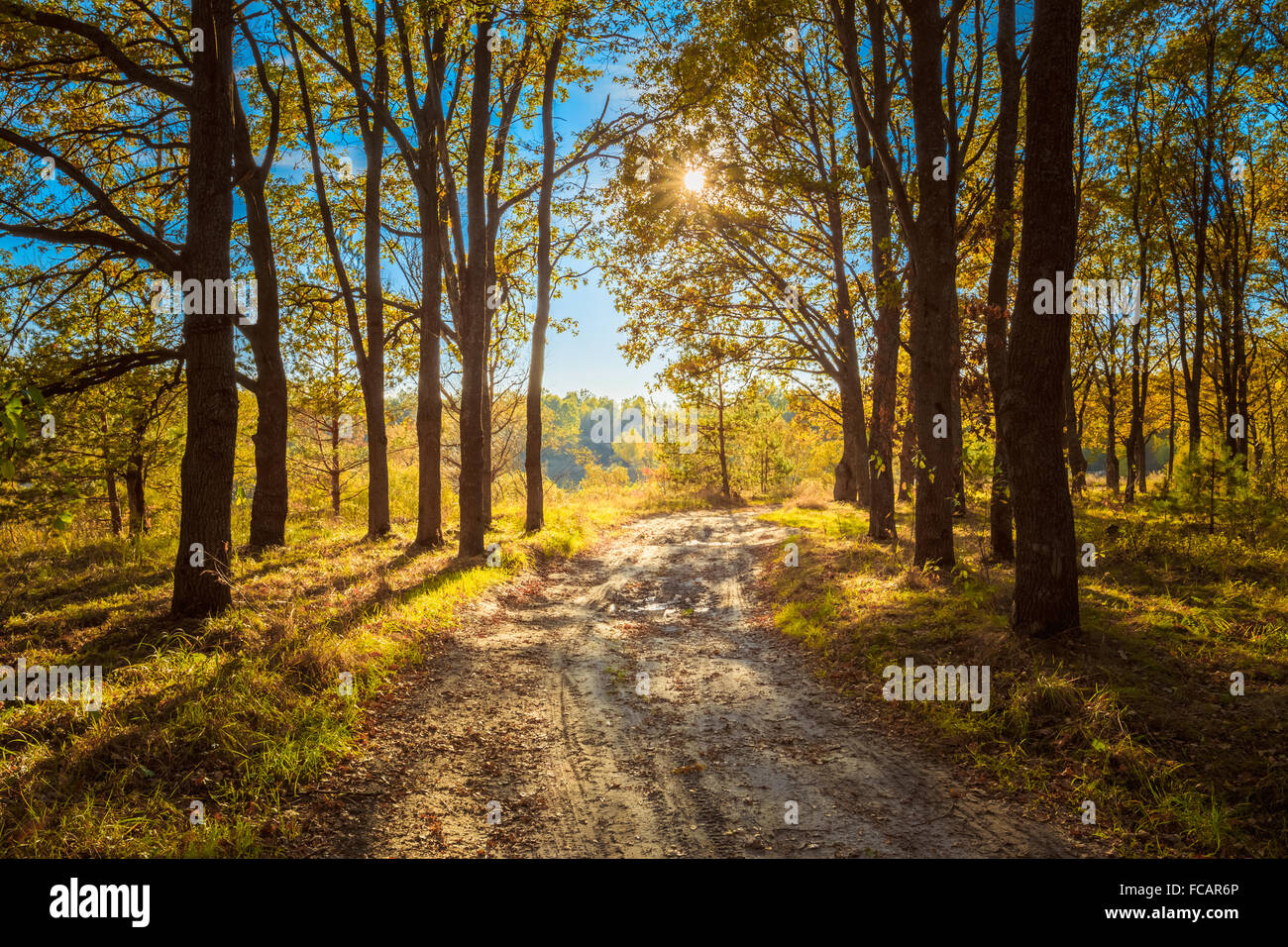 Countryside Path Road Way Pathway Through Sunny Autumn Forest Trees ...