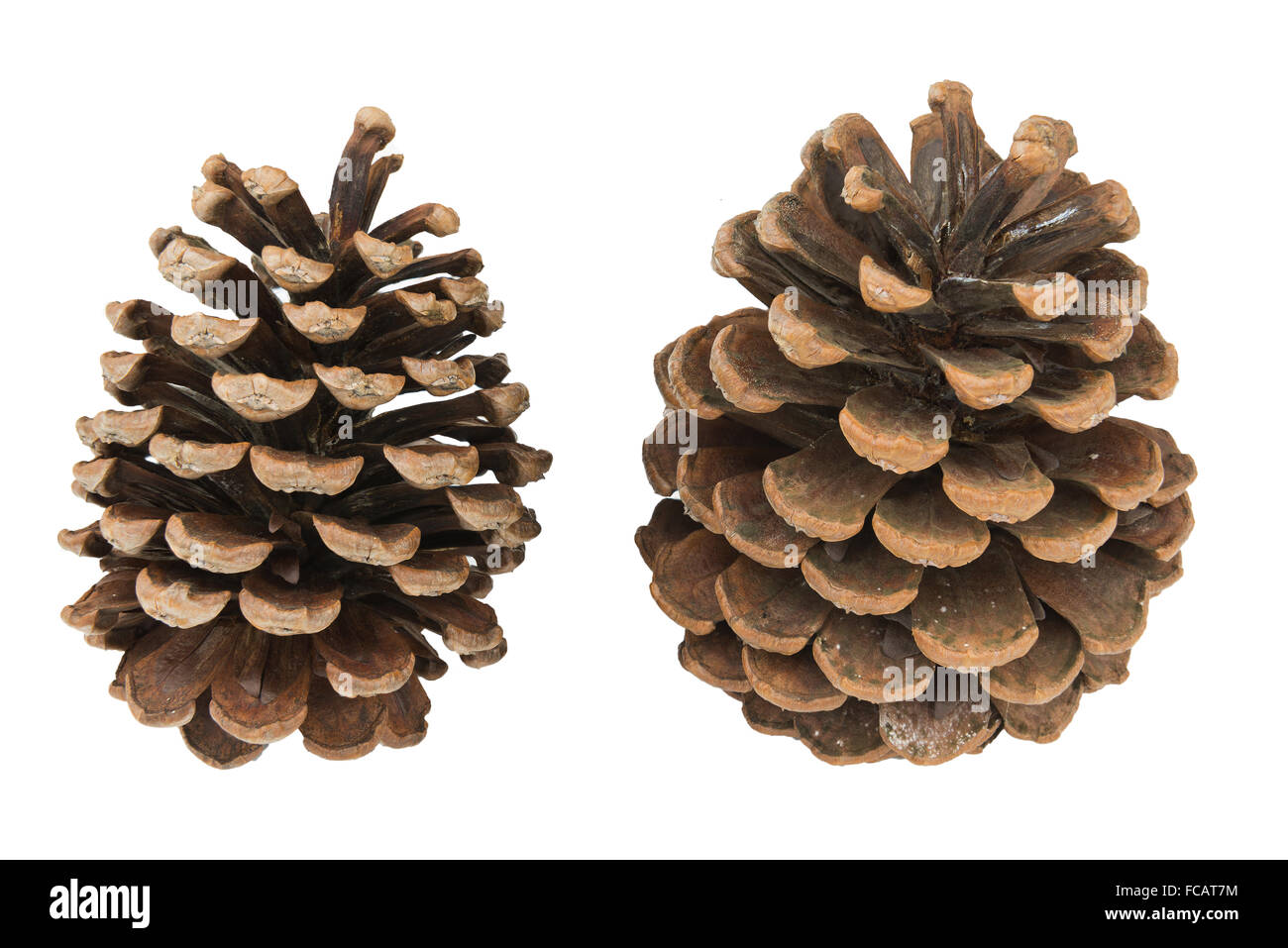 Two dried pine cones on isolated white background Stock Photo - Alamy