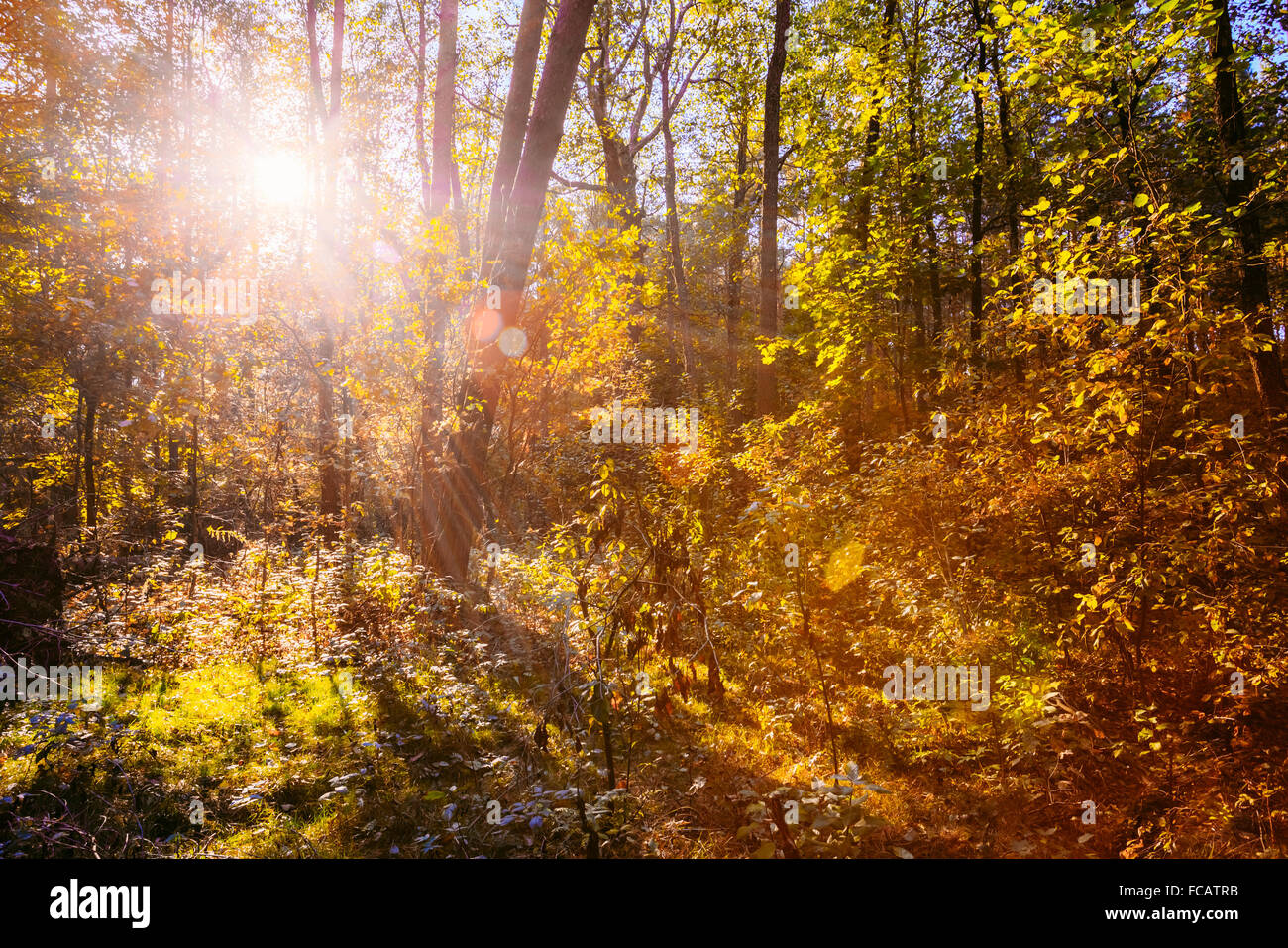 Sunny Day In Autumn Sunny Forest Trees. Nature Woods, Sunlight ...