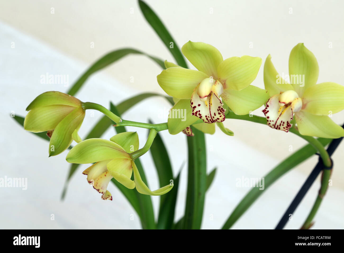 Cymbidium Yellow Orchids Stock Photo - Alamy
