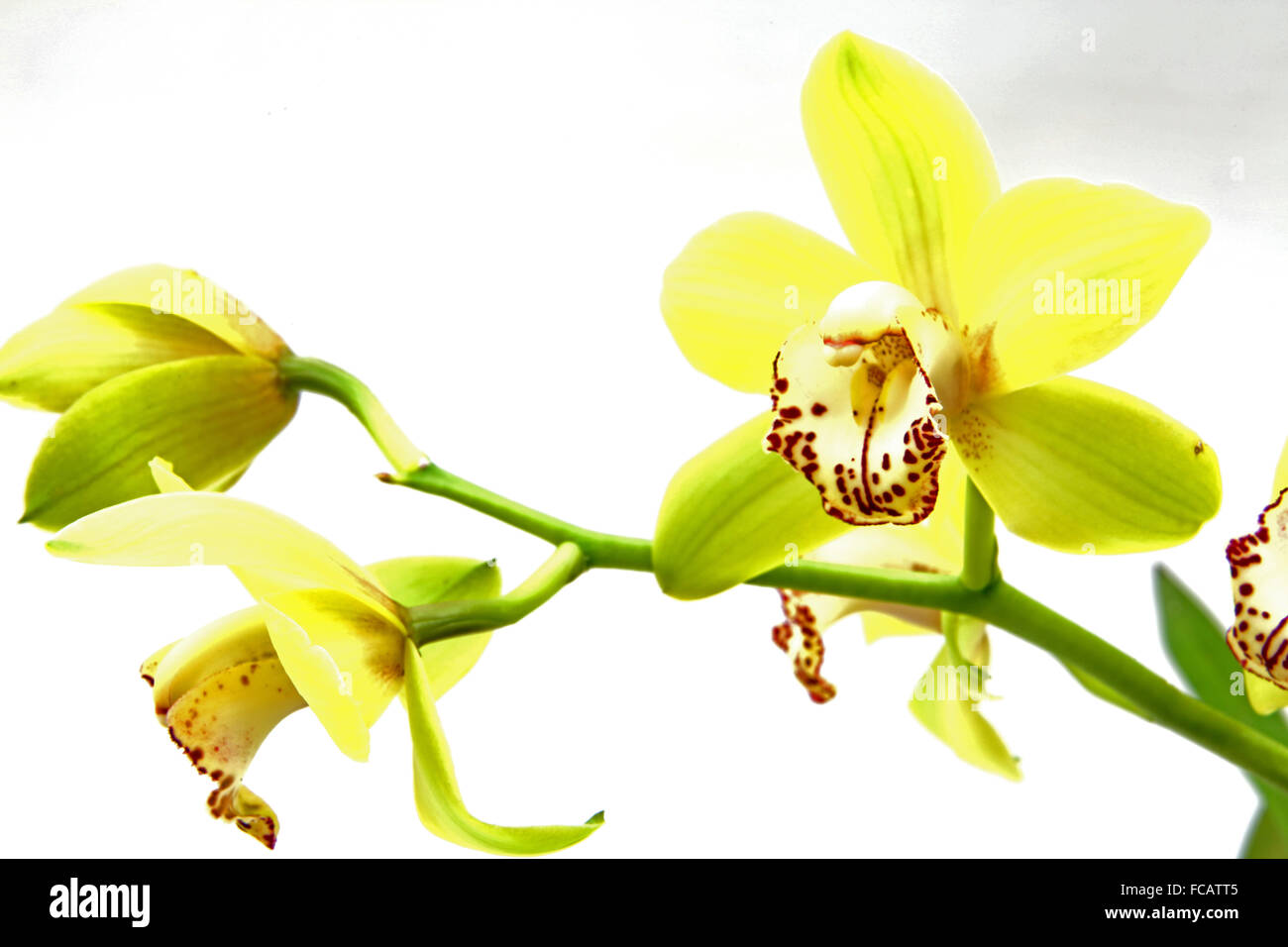 Cymbidium Yellow Orchids Stock Photo - Alamy