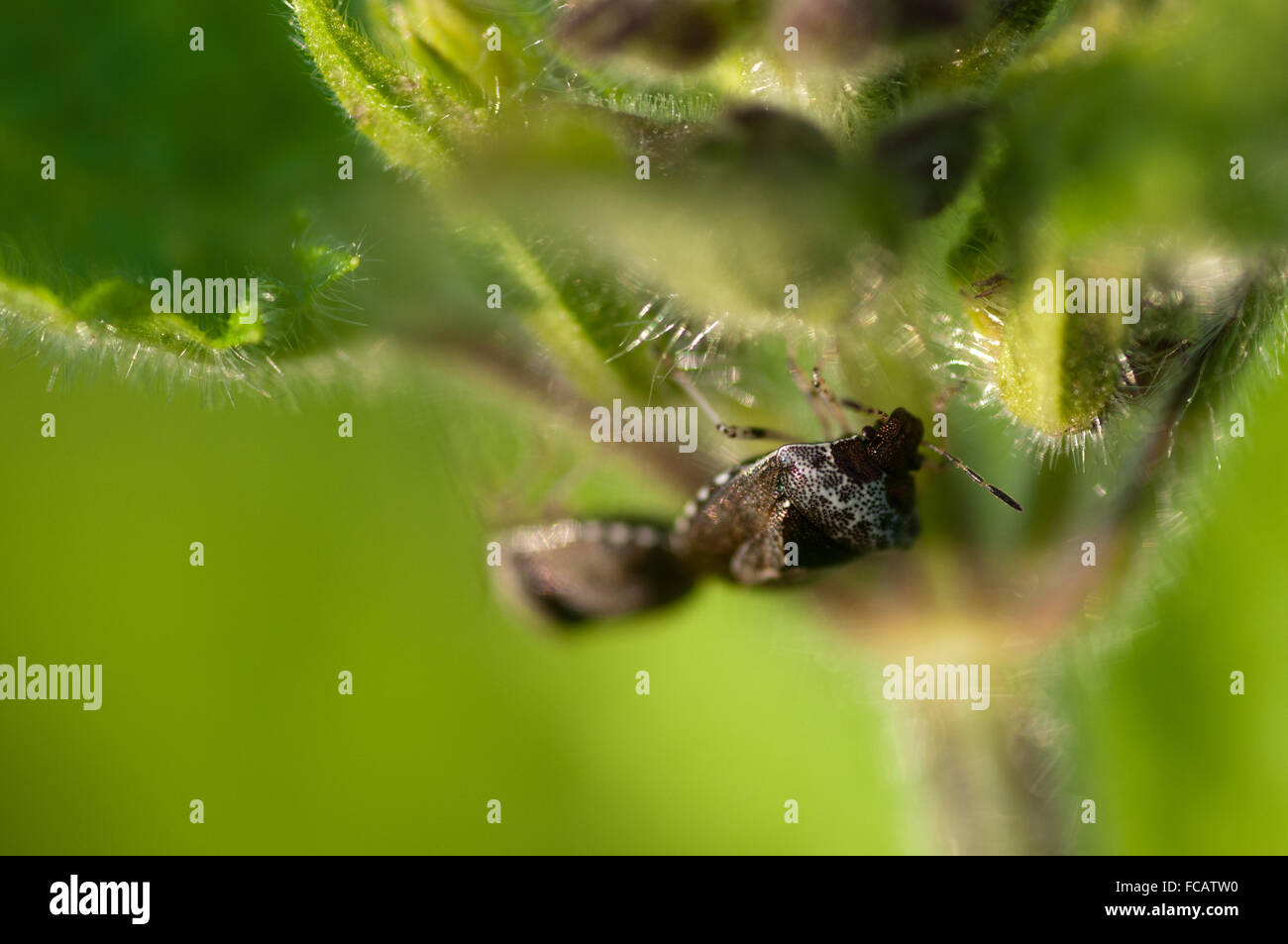 Brown marmorated stink bug (Halyomorpha halys) mating Stock Photo - Alamy
