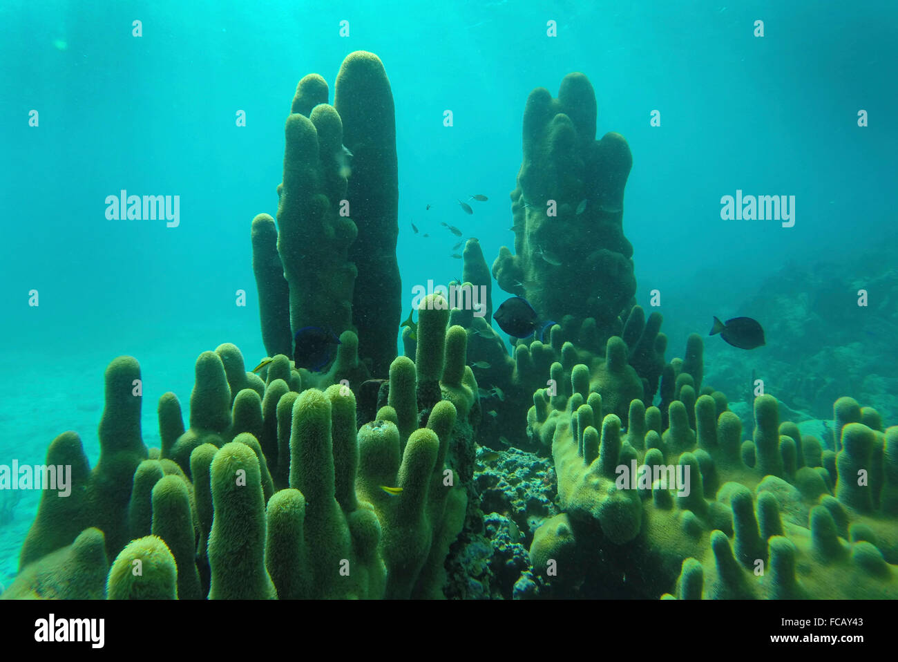 Coral castle hi-res stock photography and images - Alamy