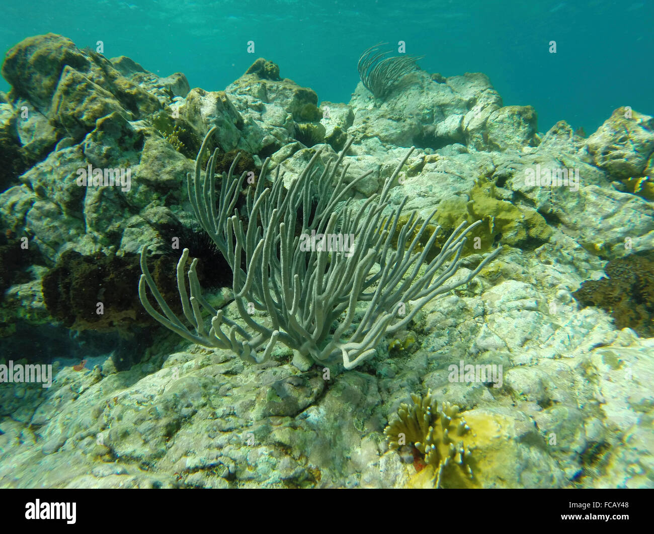 Mellow coral hi-res stock photography and images - Alamy