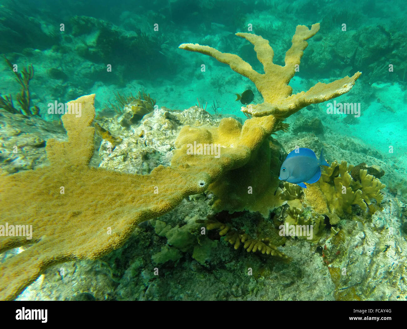 Coral reef in the Caribbean with a blue fish swimming by Stock Photo ...
