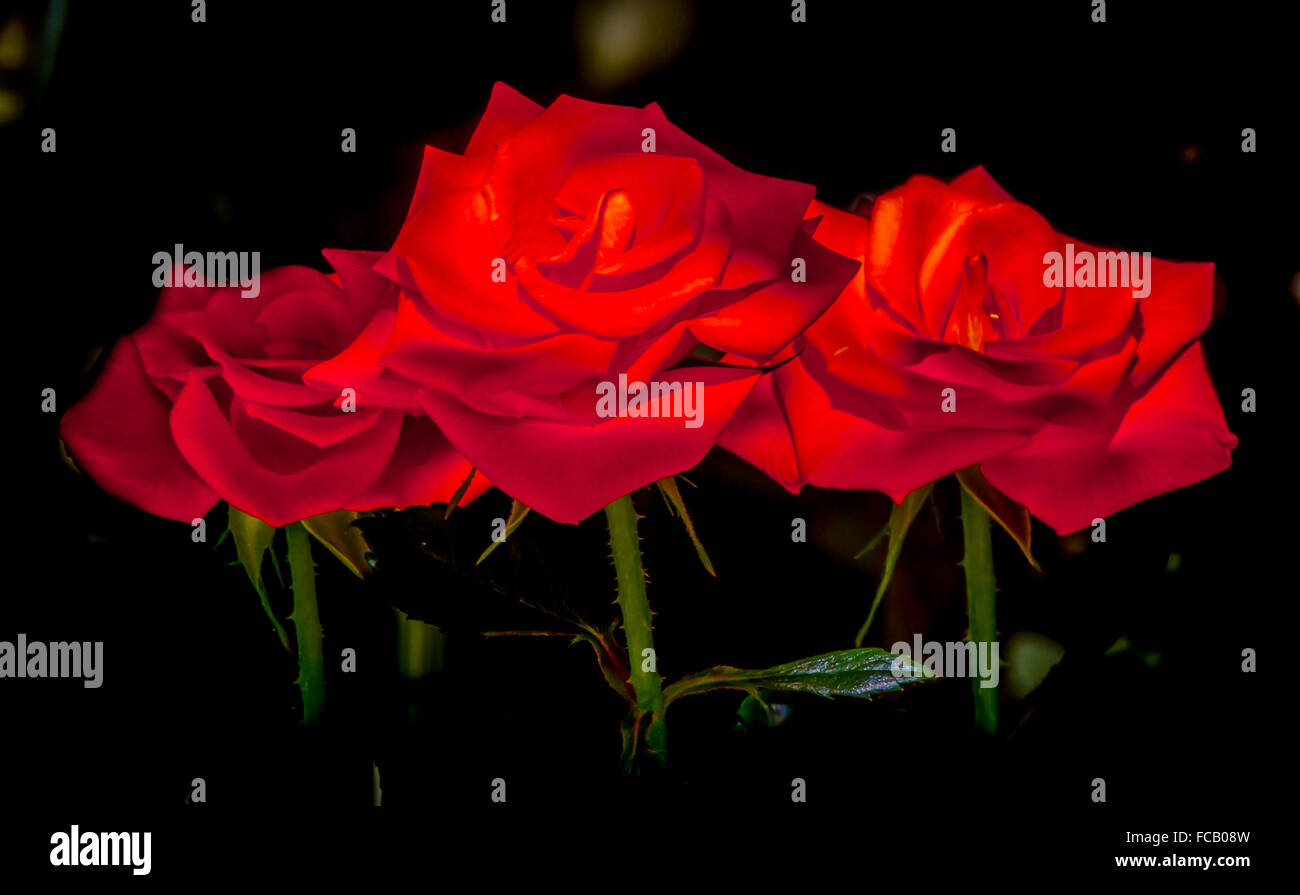 Shaded rose hi-res stock photography and images - Alamy