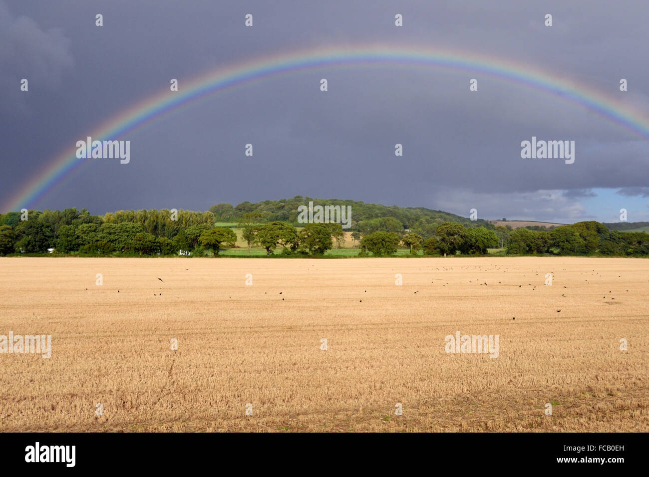 Rainbow over Wheat Fields Stock Photo - Alamy