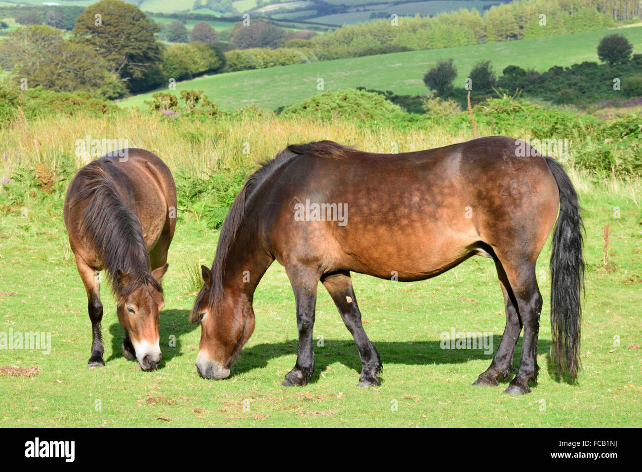Exmoor Ponies Grazing Stock Photo - Alamy