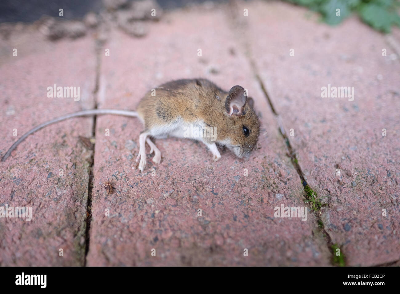 Dead field mouse hi-res stock photography and images - Alamy