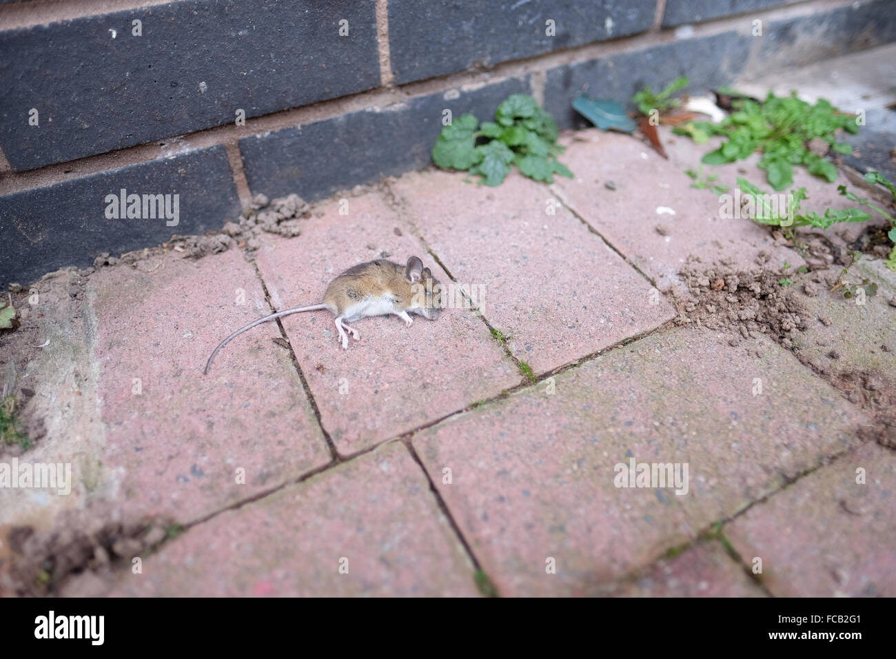 Dead mice hi-res stock photography and images - Alamy