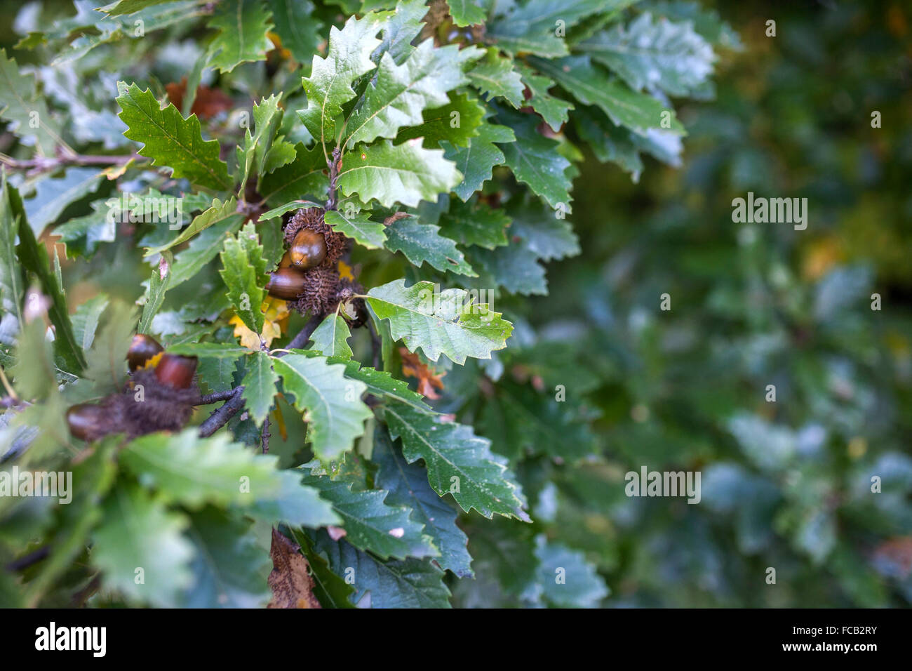 Oak tree acorn hi-res stock photography and images - Alamy