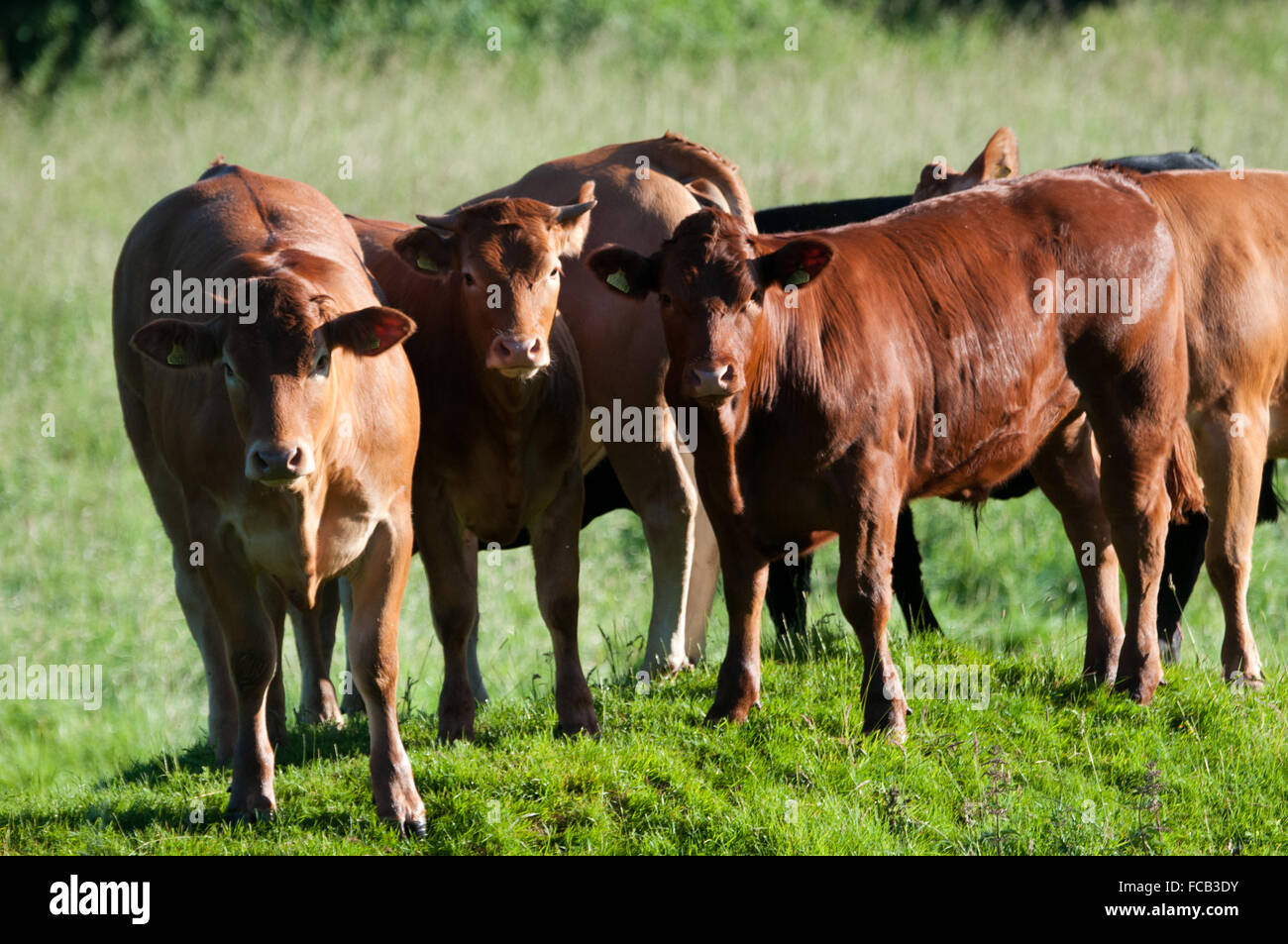 Curious bullocks uk hi-res stock photography and images - Alamy