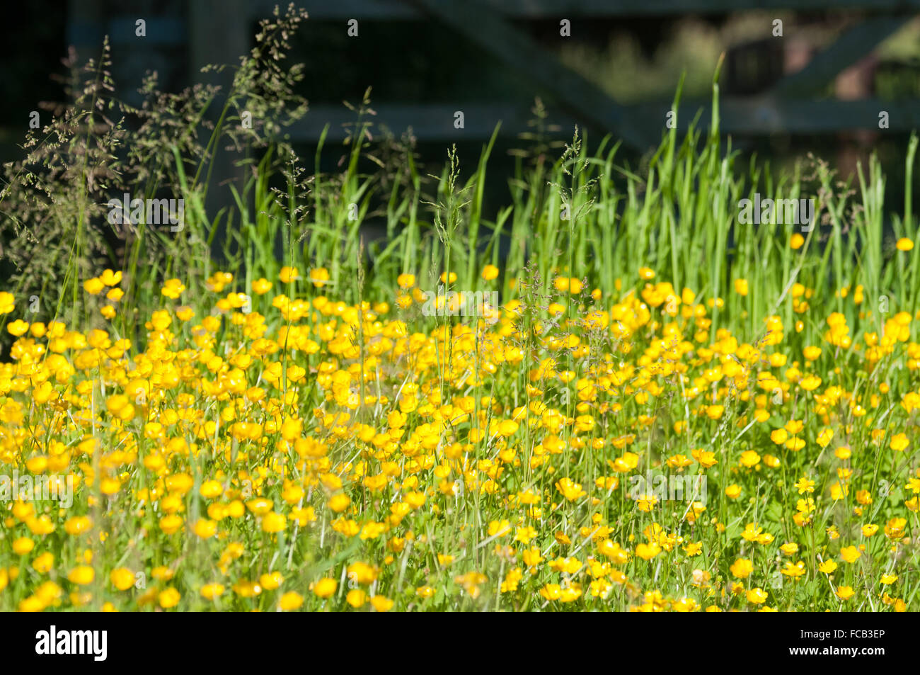 Meadow buttercups (Ranunculus acris Stock Photo - Alamy