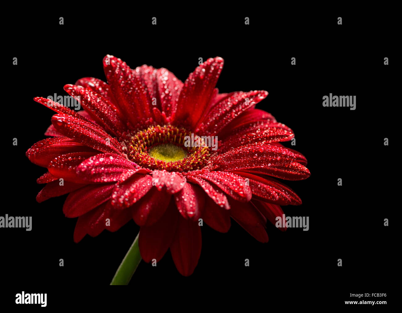Red gerbera isolated on black background Stock Photo - Alamy