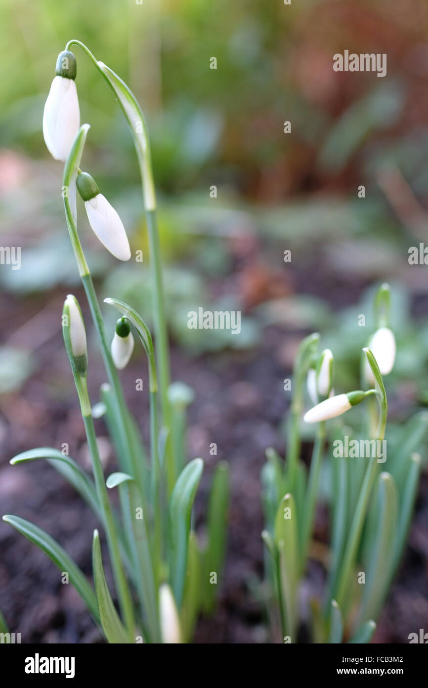 snowdrops in winter Stock Photo - Alamy