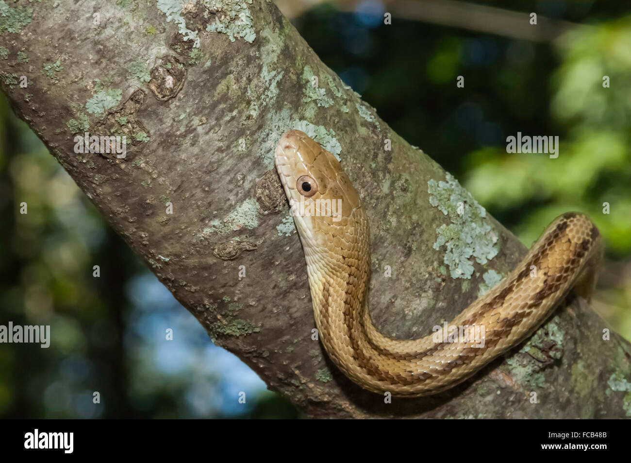 Yellow rat snake, Elaphe obsoleta quadrivittata, native to eastern ...