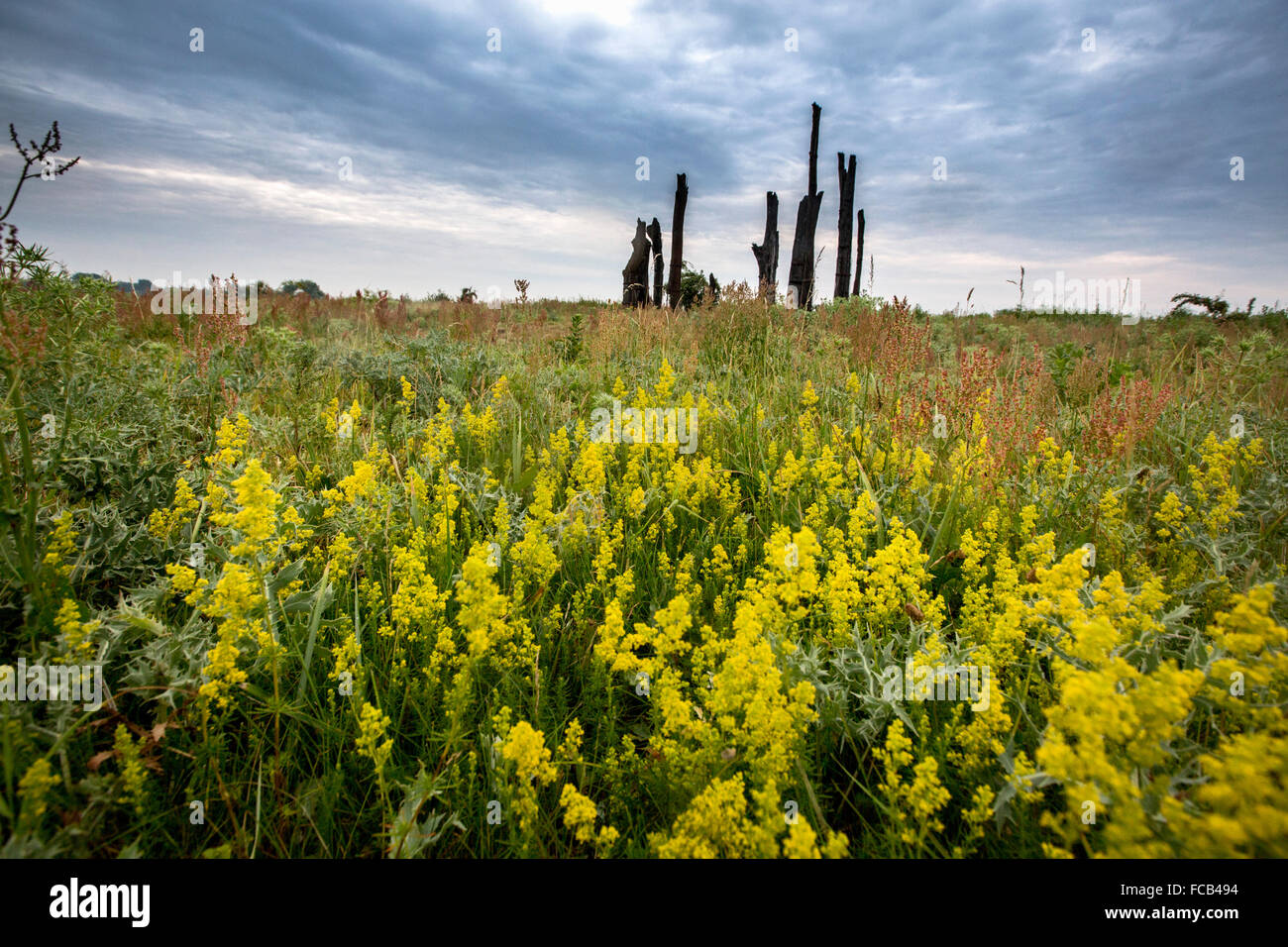 Netherlands, Millingen aan de Rijn, Nature reserve Gelderse Poort ...