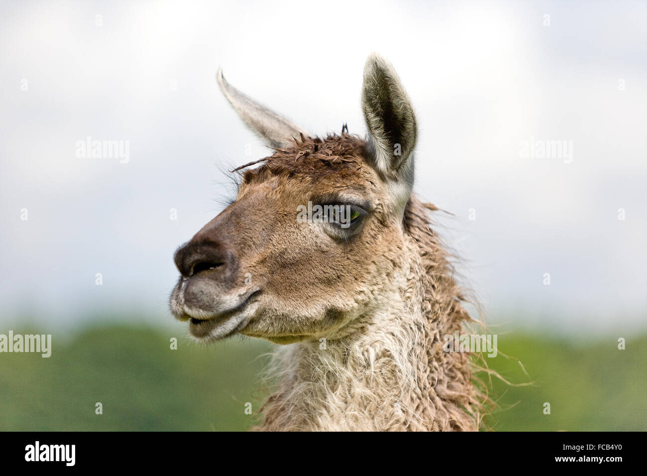Mouth nose lama hi-res stock photography and images - Alamy