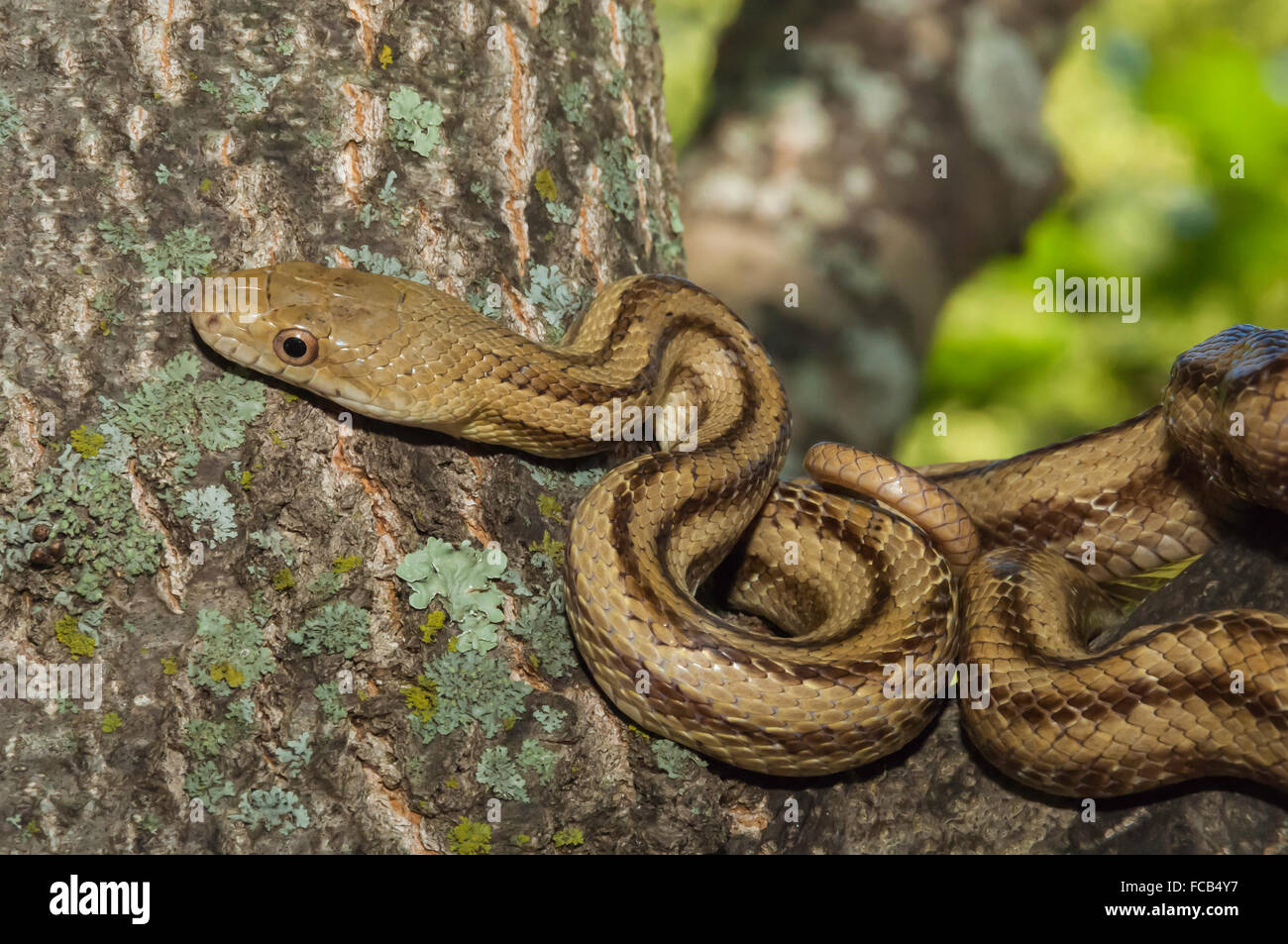 Eastern rat snake elaphe hi-res stock photography and images - Alamy