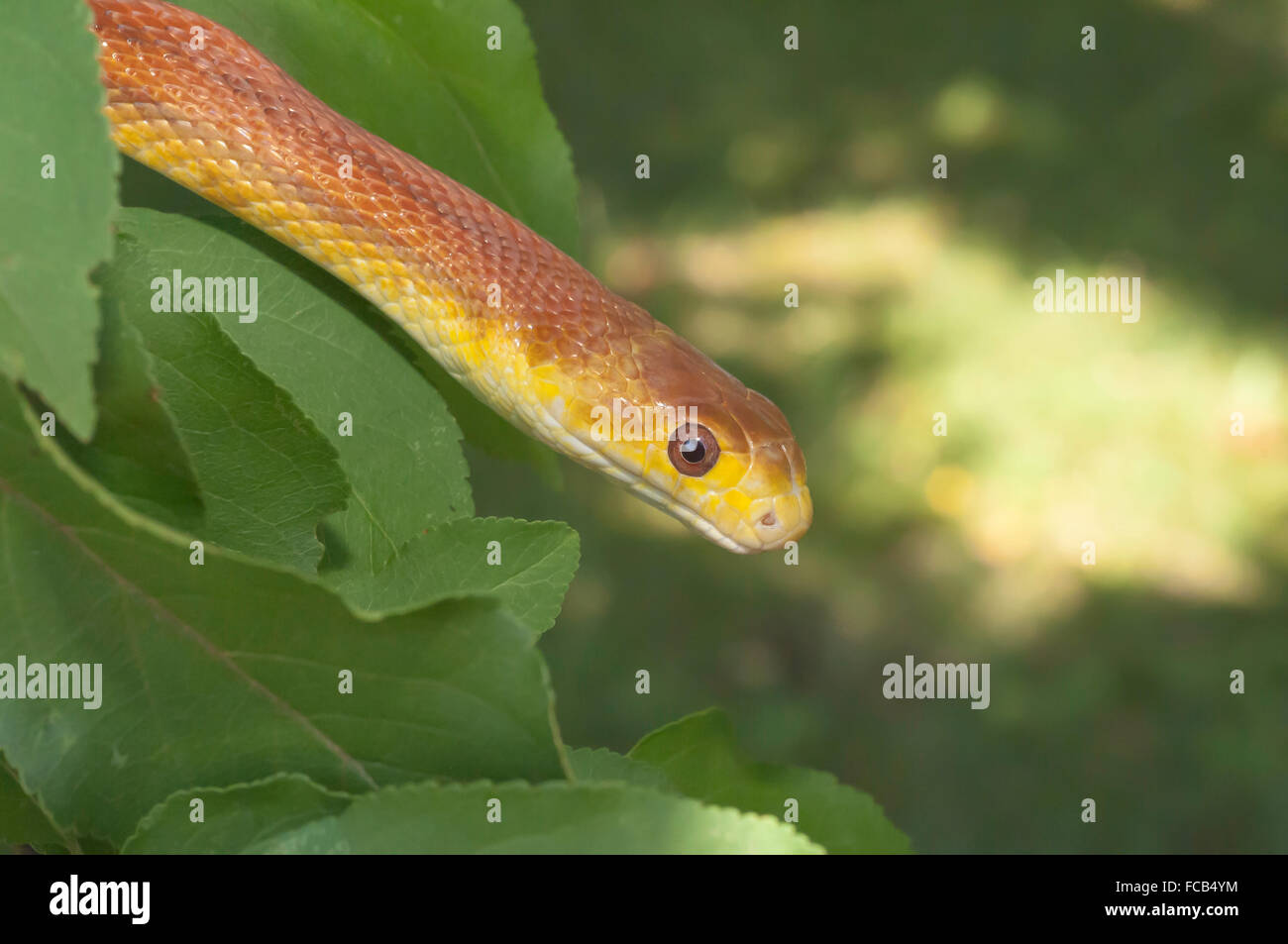 Everglades rat snake, Elaphe (Pantherophis) obsoleta rossalleni, native ...