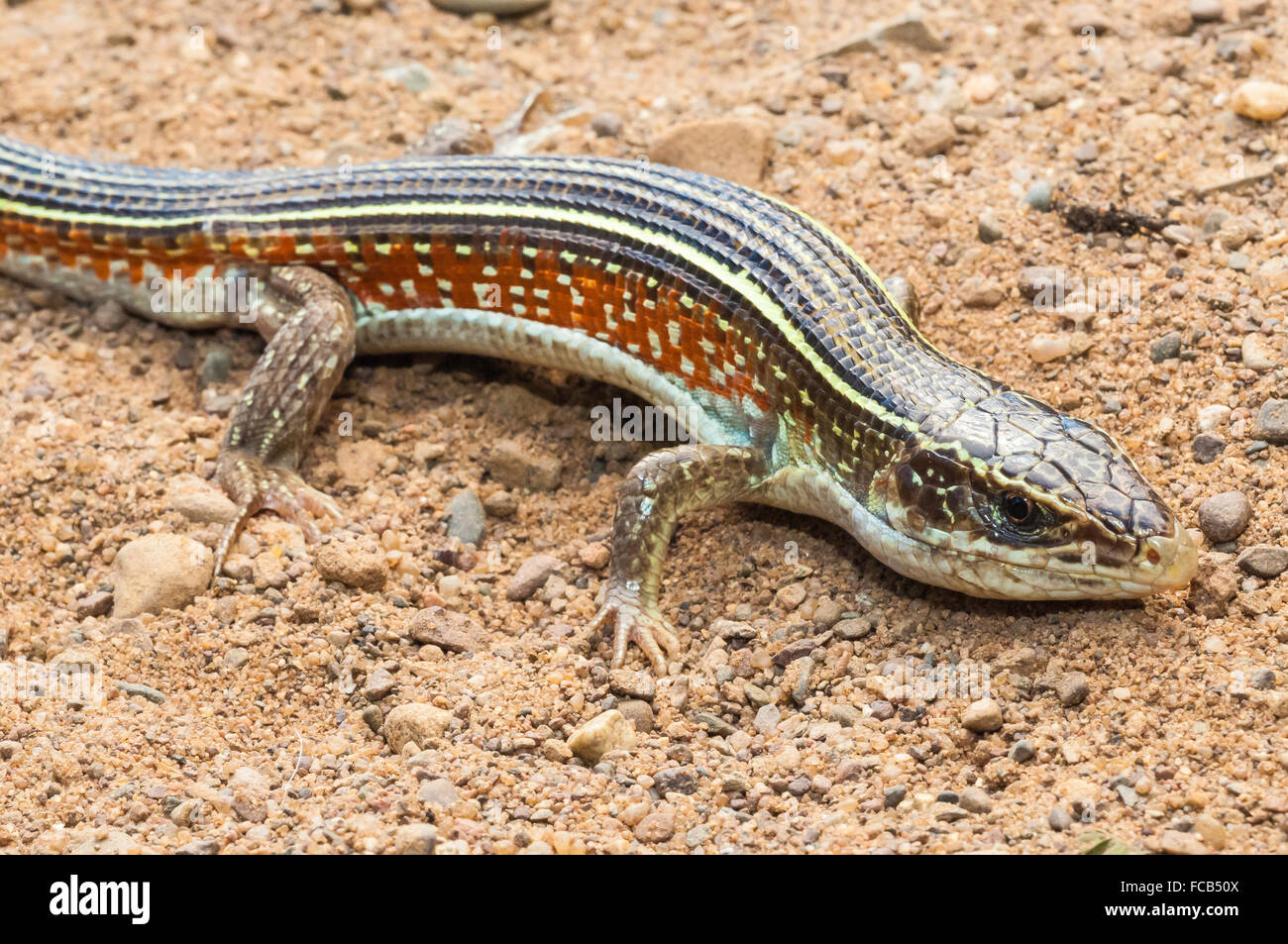 Yellow-throated plated lizard, Gerrhosaurus flavigularis, native to ...