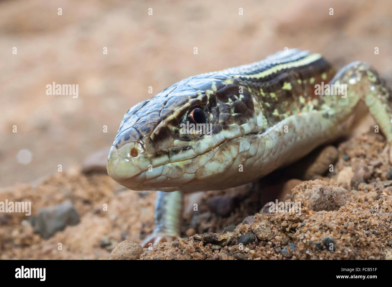 Yellow striped plated lizard hi-res stock photography and images - Alamy