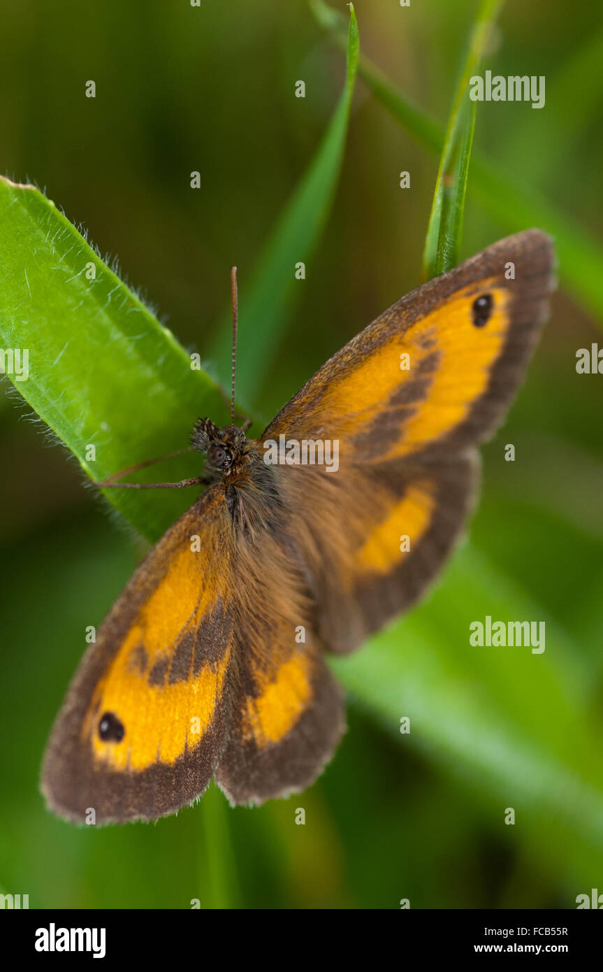 Britain england gatekeeper hi-res stock photography and images - Alamy