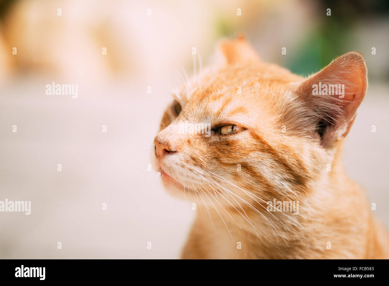 Outdoor cat close up hi-res stock photography and images - Alamy
