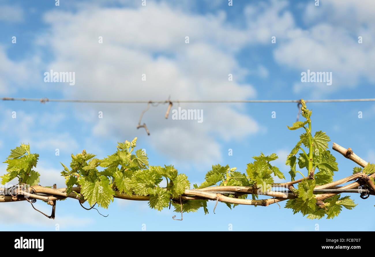 Canes detail hi-res stock photography and images - Alamy