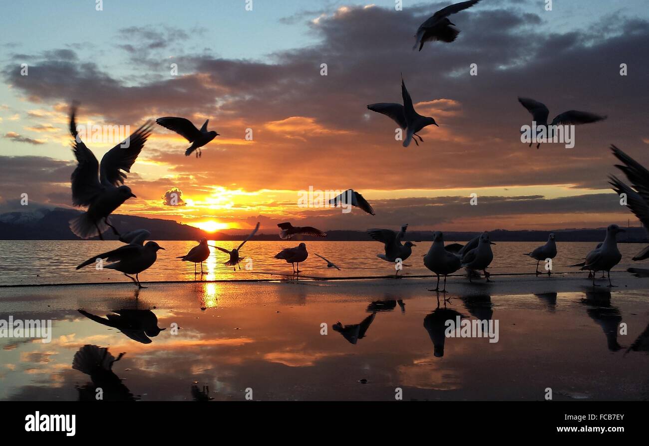 Birds_in_flight hi-res stock photography and images - Alamy