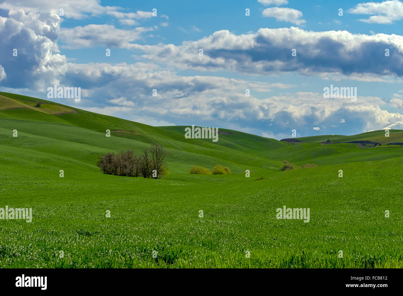 Rolling fields of bright green grass on a farm in Eastern Washington ...