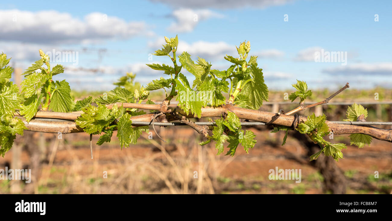 New green leaves on grape vine canes against a blue cloudy sky Stock ...