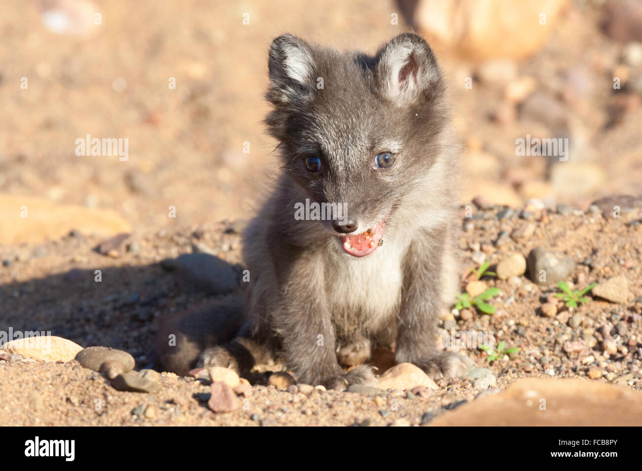 Arctic fox alopex lagopus circumpolar hi-res stock photography and ...