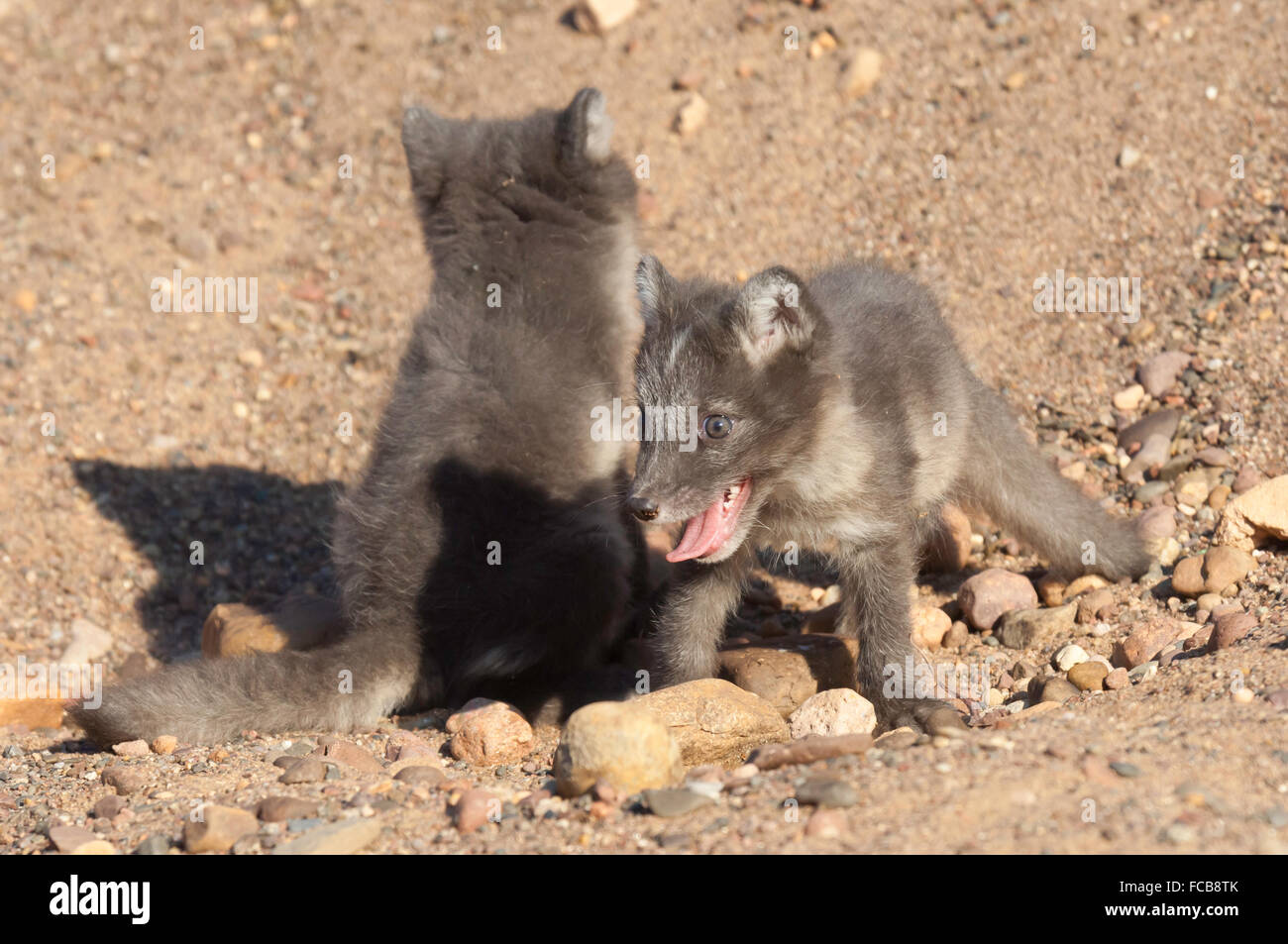 Arctic fox pups play america hi-res stock photography and images - Alamy