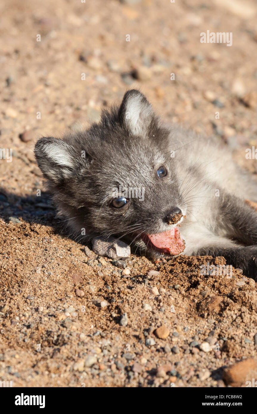 Arctic fox pups play america hi-res stock photography and images - Alamy