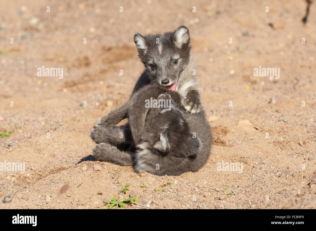 Arctic fox pups play america hi-res stock photography and images - Alamy