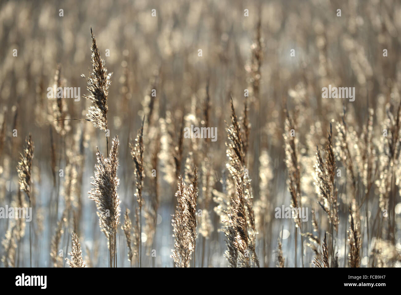 Reeds pattern hi-res stock photography and images - Alamy